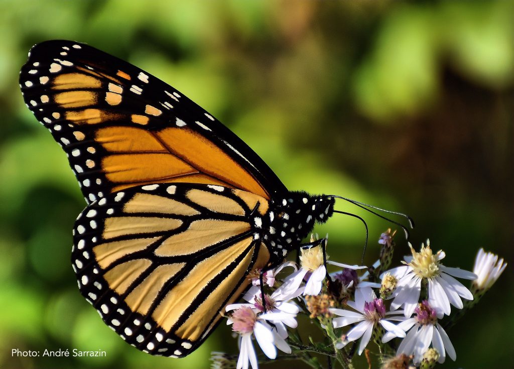 The Monarch and the Painted lady: do you know how to differentiate them ...