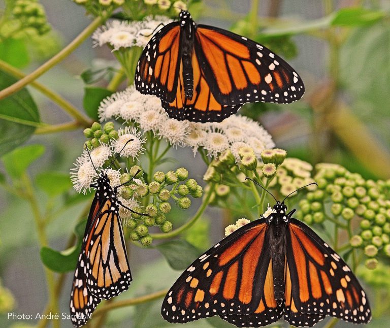 When monarchs roost | Mission Monarque