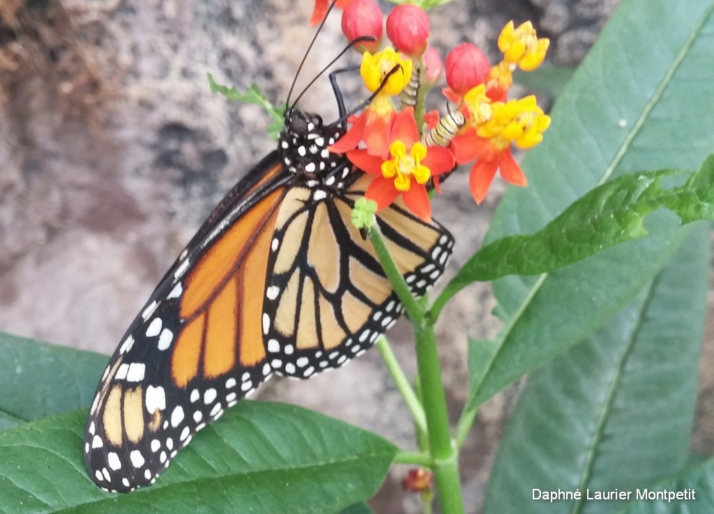 All monarchs are orange… | Mission Monarque